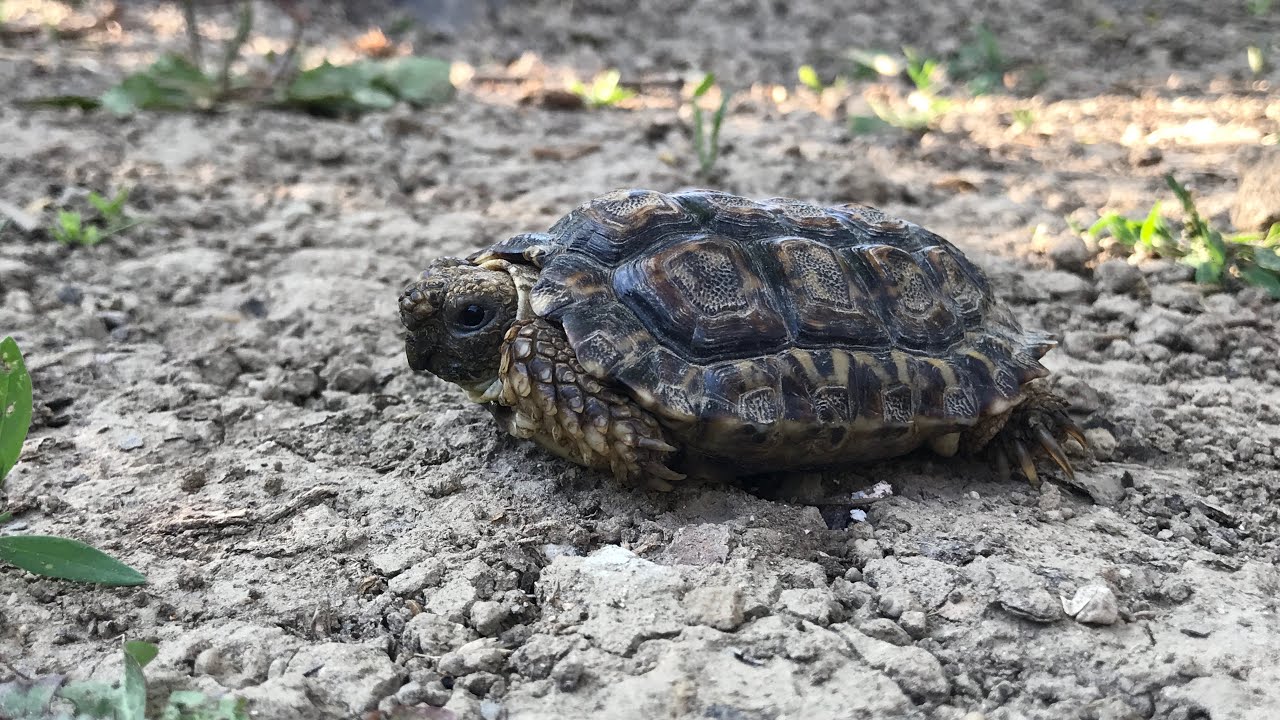 Homopus Signatus - YouTube