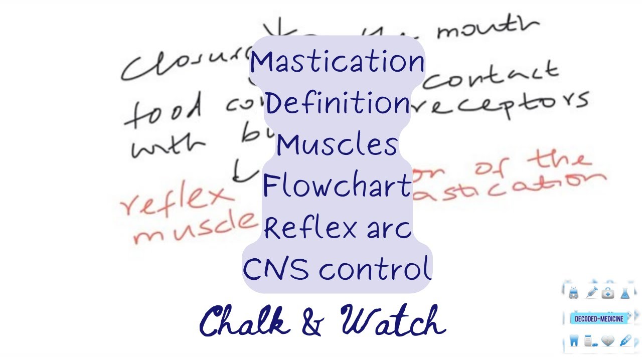 How do we chew food? Mastication or Chewing Reflex with Flowchart # ...