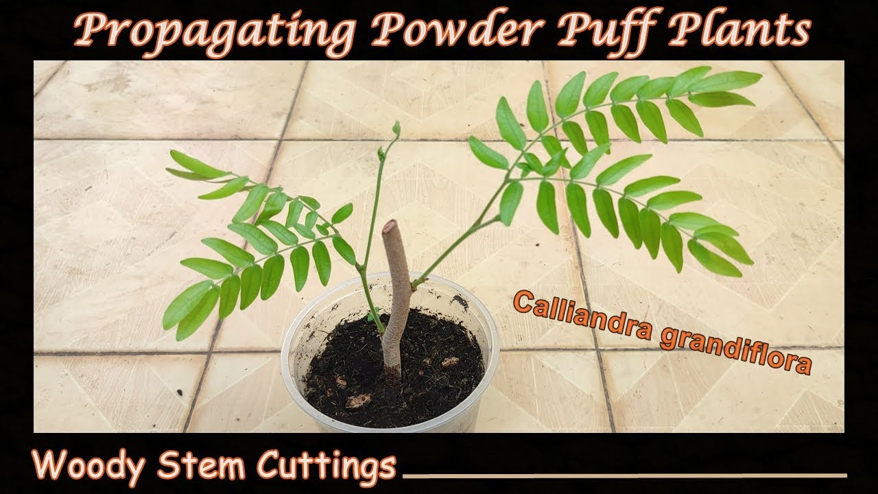 Grow Powder Puff Woody Stem Cuttings - Calliandra grandiflora - YouTube