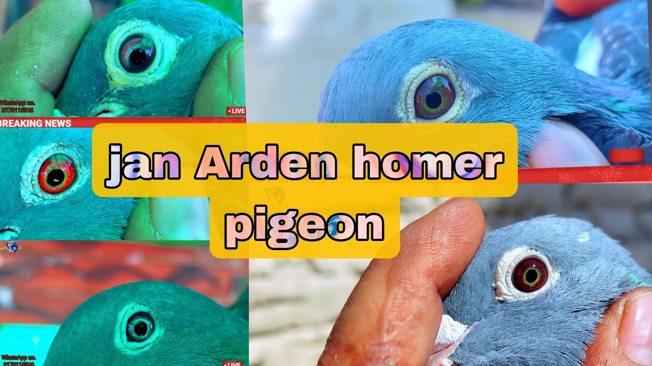 jan arden homer pigeon - YouTube