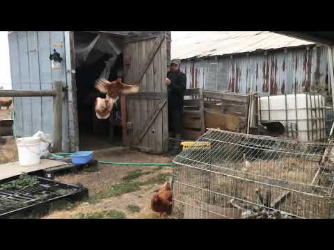 Chicken fluttering/flying super slo mo - YouTube