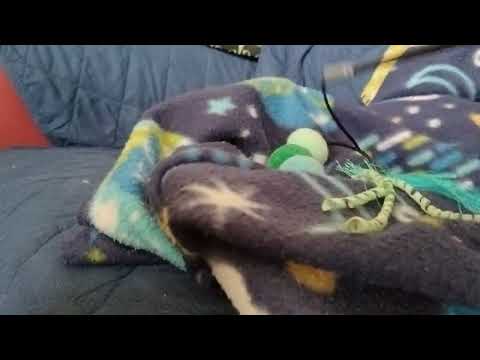 Playing With a Blanket Lump - YouTube