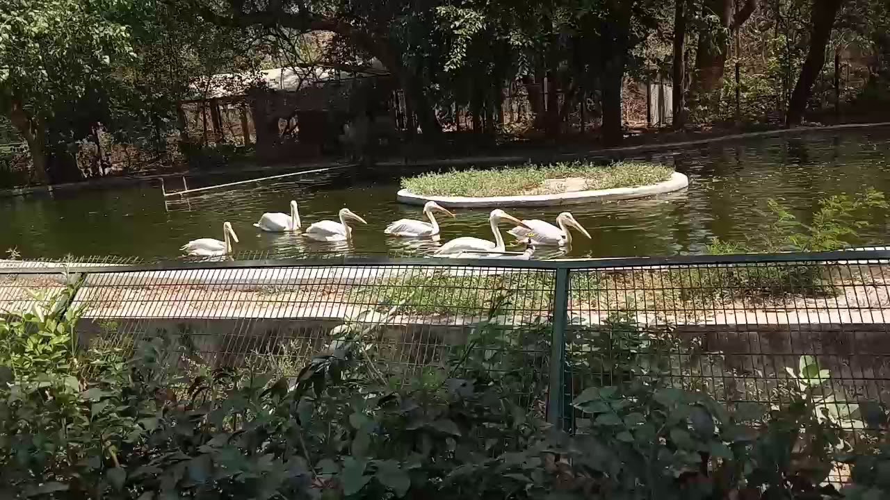 #enjoyment and memories of Lucknow zoo - YouTube