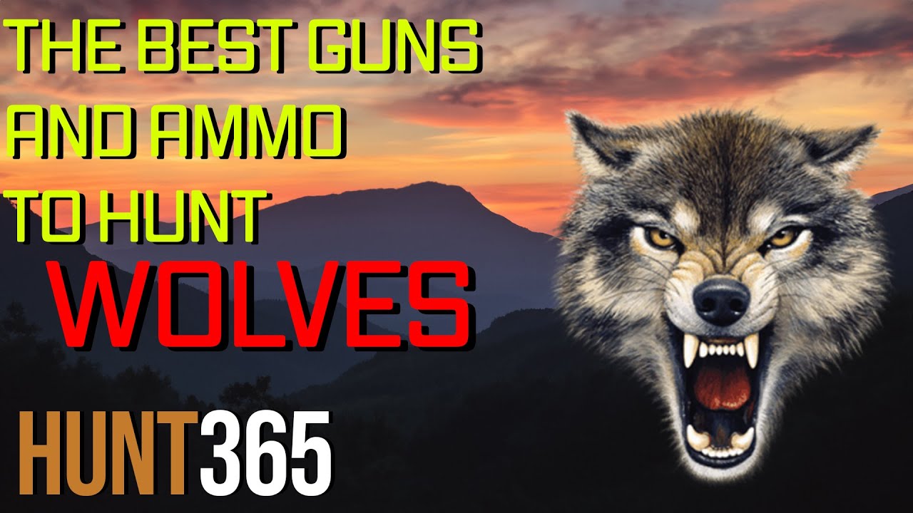 The Best Gun/Caliber to Hunt Wolves [Hunt365] - YouTube