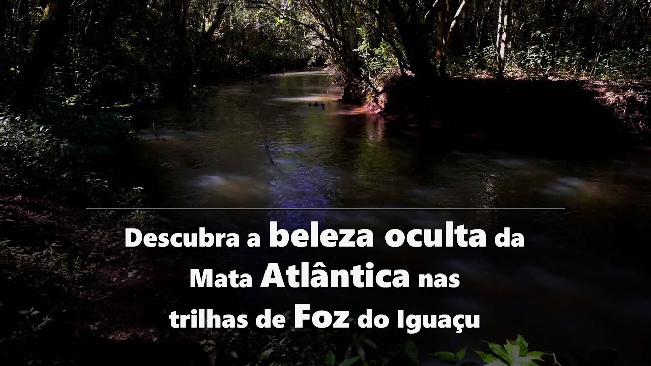 Descubra a beleza oculta da Mata Atlântica nas trilhas de Foz do Iguaçu ...