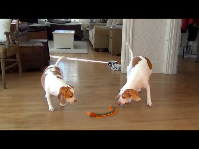 Centipede Bite On A Dog