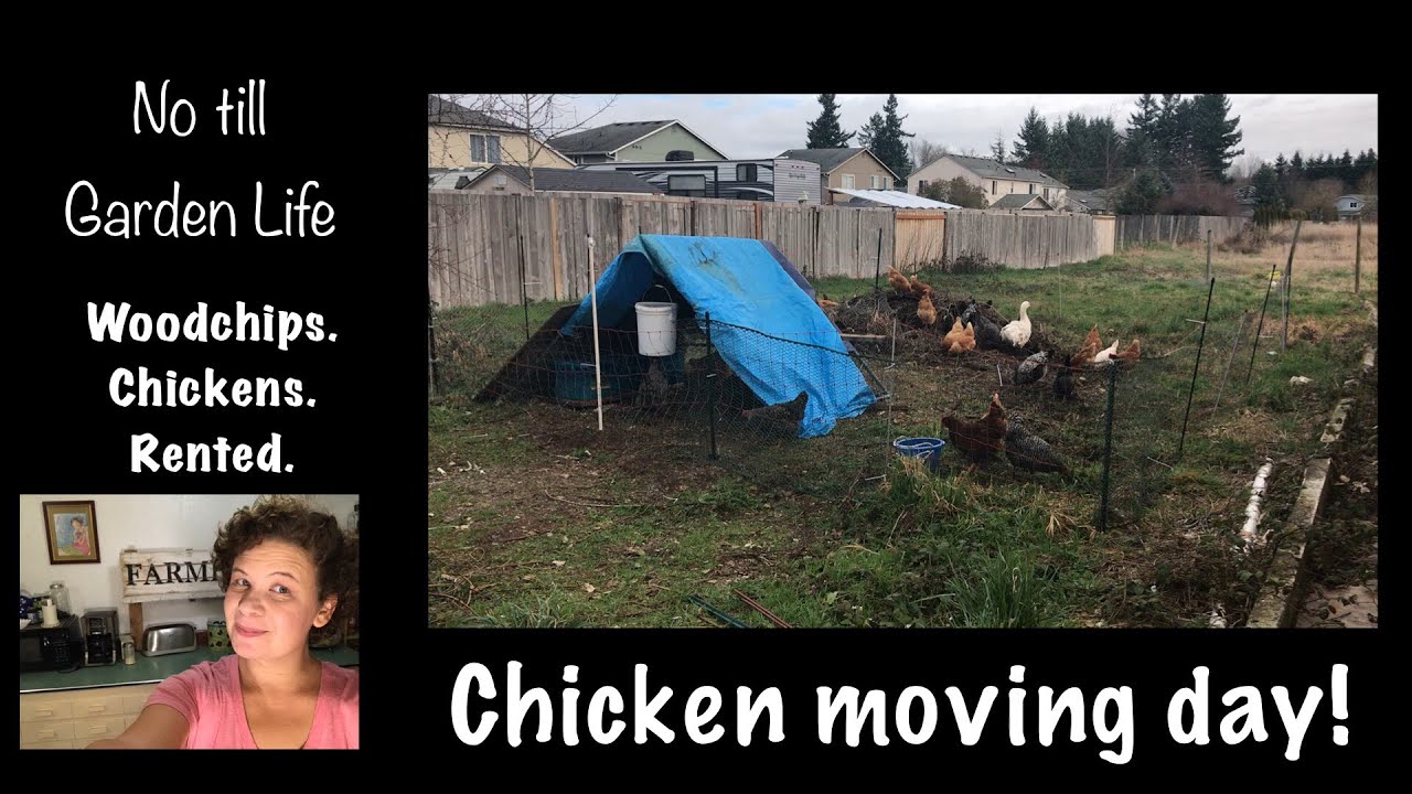 chicken moving day - YouTube