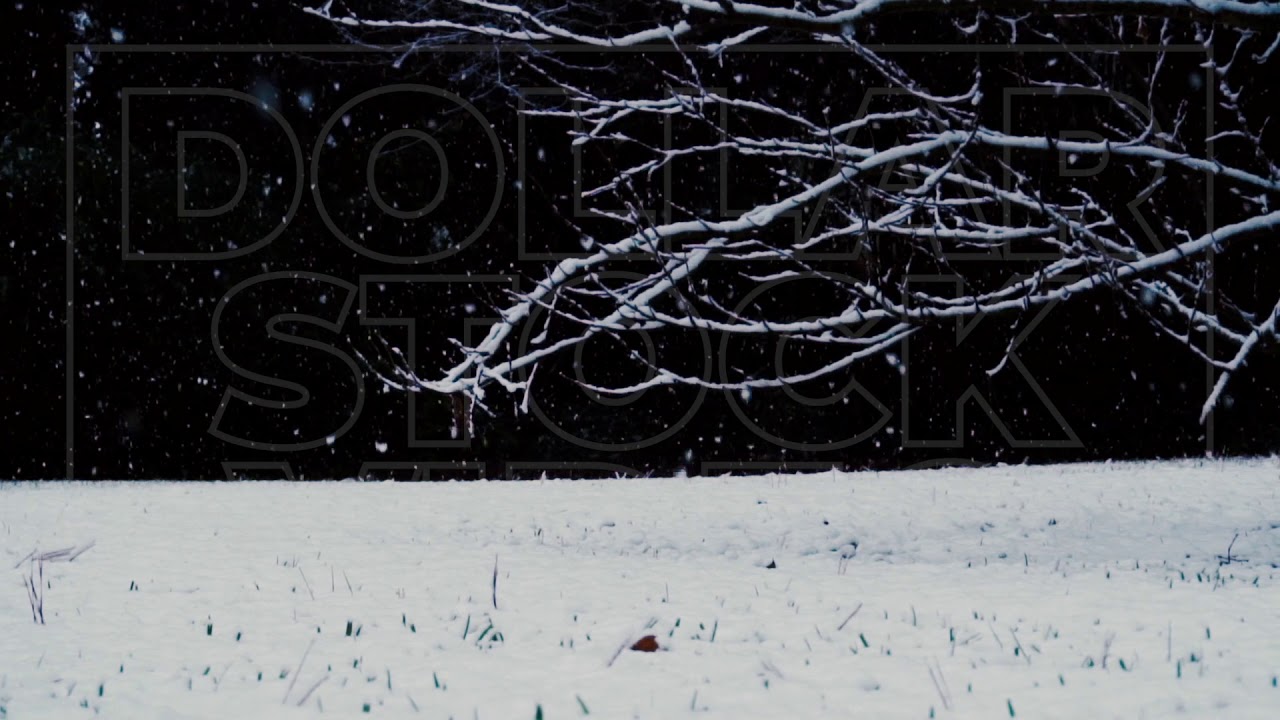 Snowy Tree in Field while Snowing | Stock Video of Snow Falling on a ...