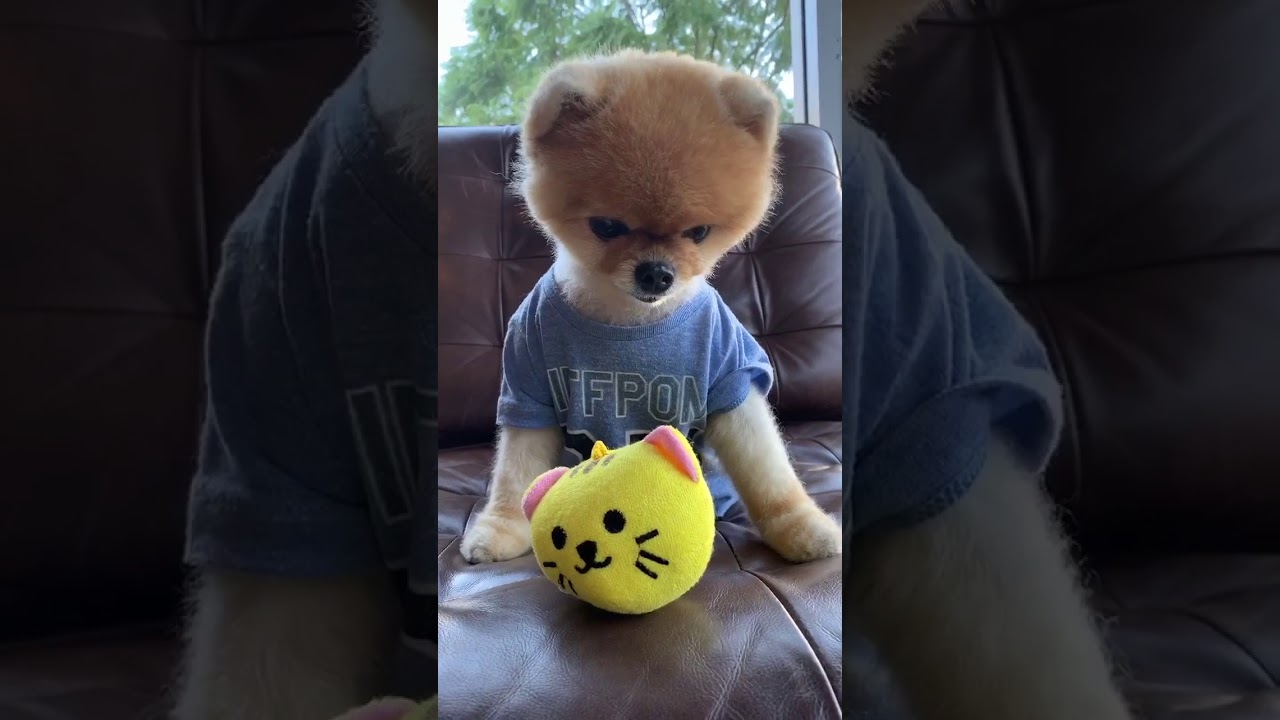 jiffpom 016 jiffpom💗@jiffpom Official TikTok - YouTube