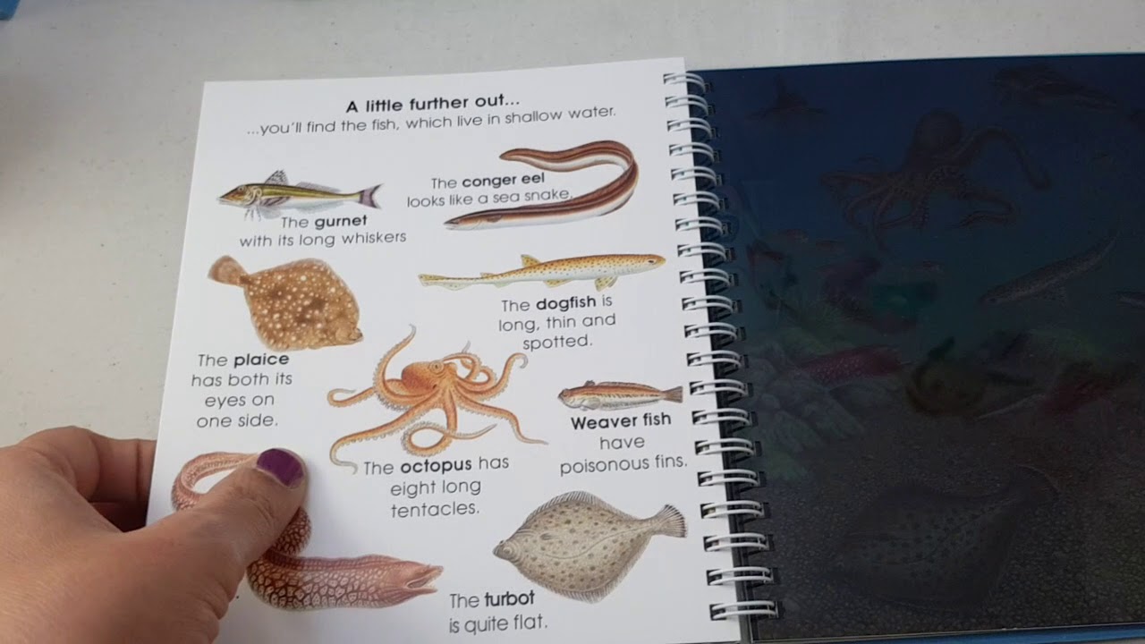 FISH UNDERWATER TORCHLIGHT BOOK My First Discoveries - YouTube