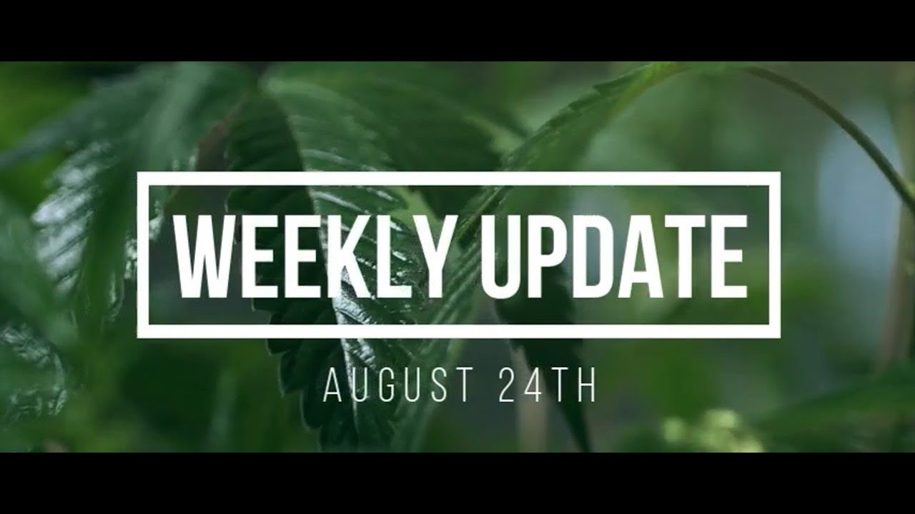 Weekly Update - August 24th - YouTube