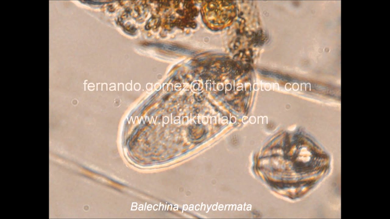 Dinoflagellate Balechina pachydermata - YouTube