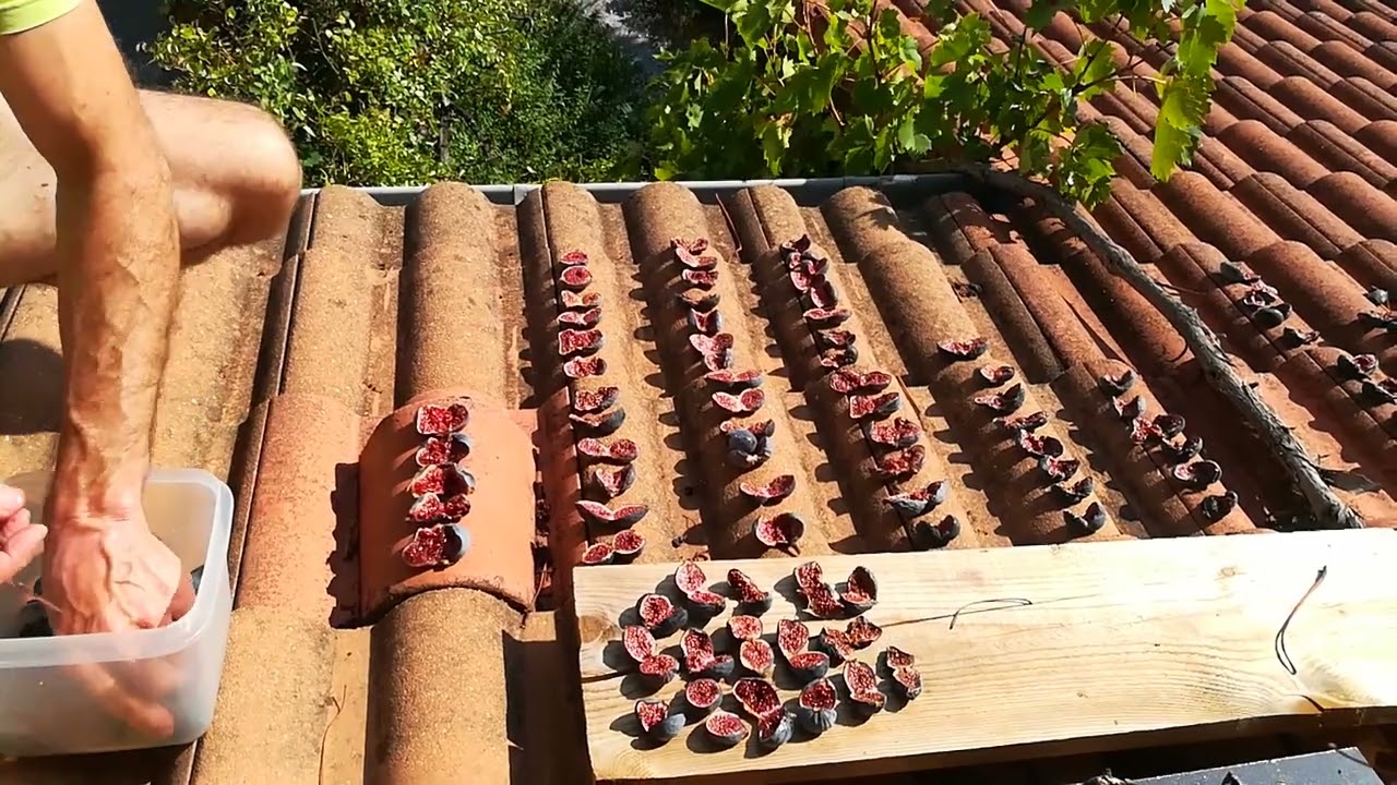 Séchage des figues au soleil, sécher des figues sans séchoir à fruits ...