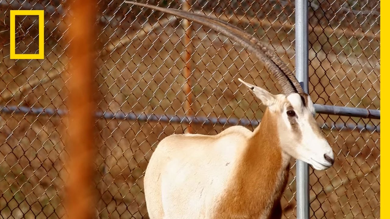 Scimitar-Horned Oryx Making a Comeback | National Geographic - YouTube