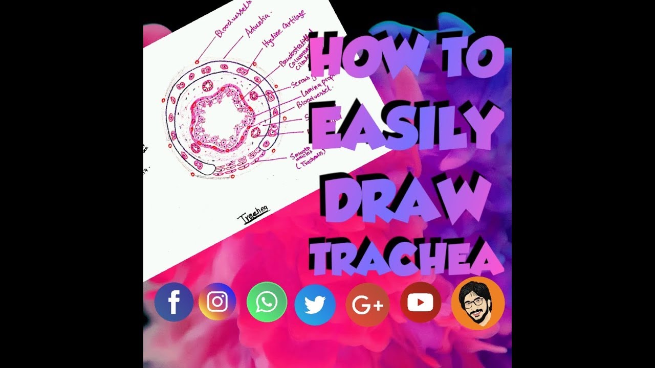 How to Draw Easily Trachea Histology - YouTube
