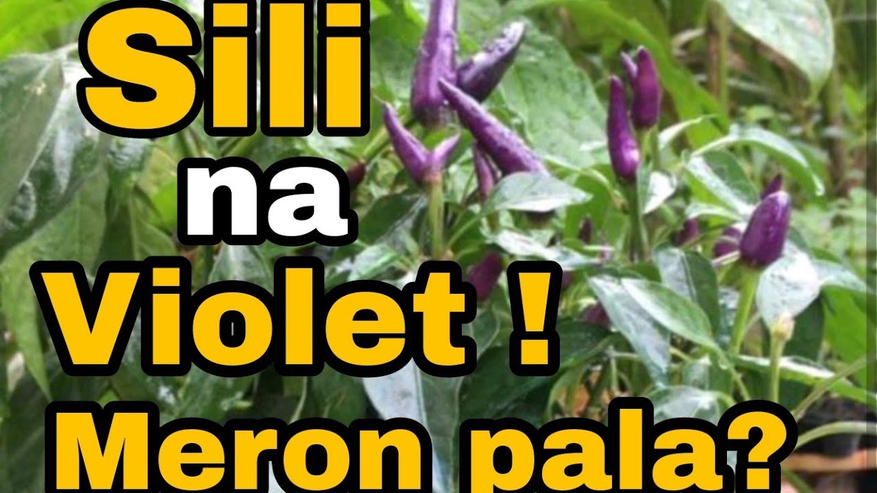 Sili na Violet Meron Pala..| The boss henry vlogs - YouTube
