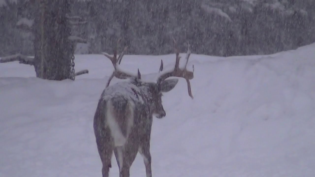 MASSIVE DOUBLE DROP TINE BUCK | ALLAGASH DEER YARD - YouTube