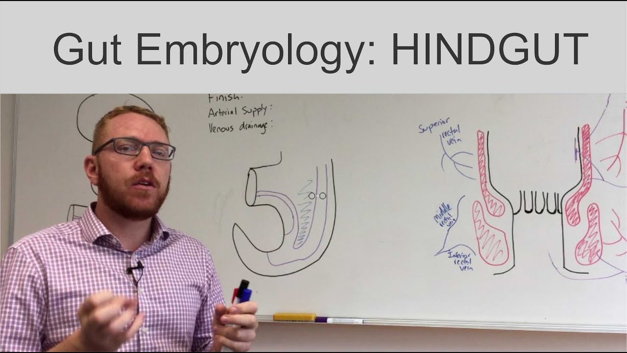 Hindgut | Embryology - YouTube