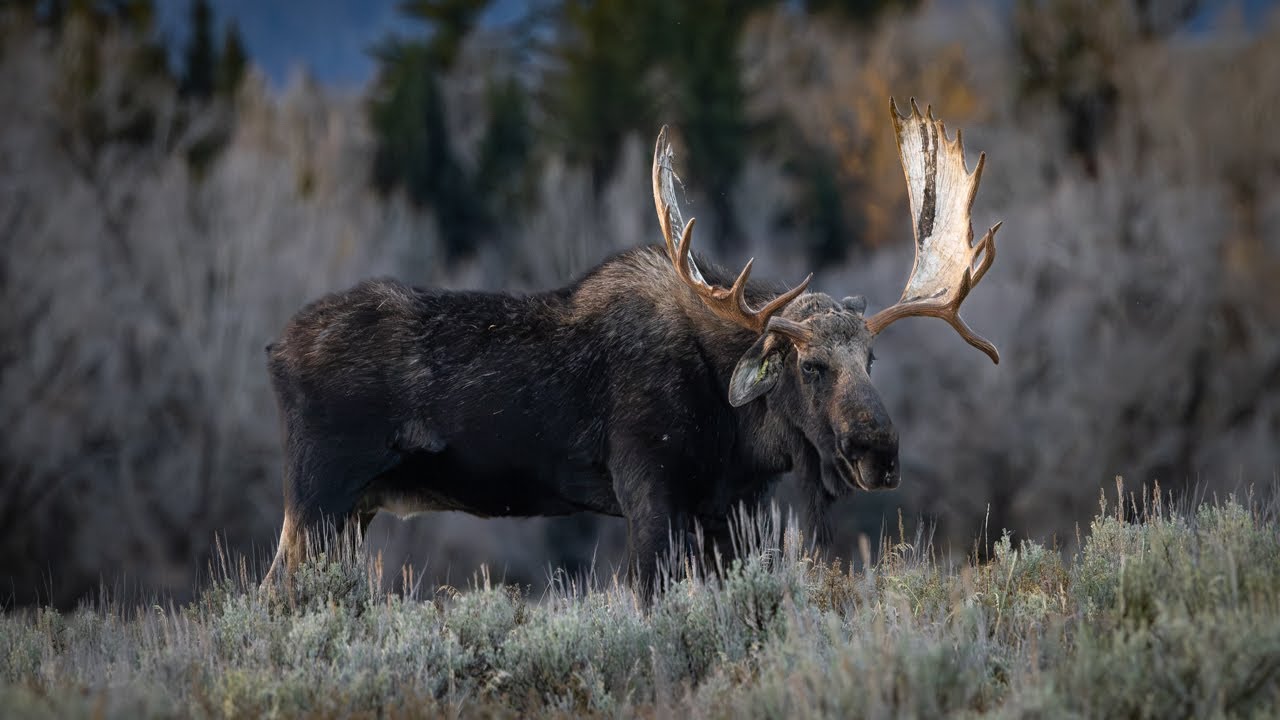 Bull Moose Challenges Legendary Hoback and Changes His Mind! Grand ...