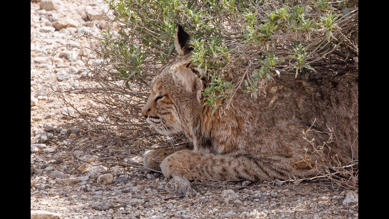Bobcat hides in bush and catches squirrel - YouTube
