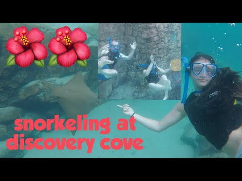 spring break part 8 || swimming with dolphins and snorkeling! - YouTube