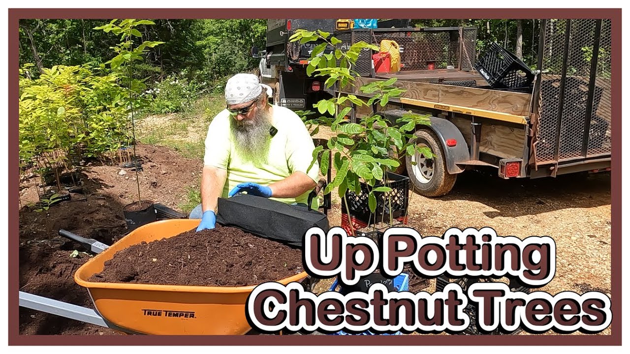 Up Potting last years Chestnut Trees to Larger Pots - YouTube