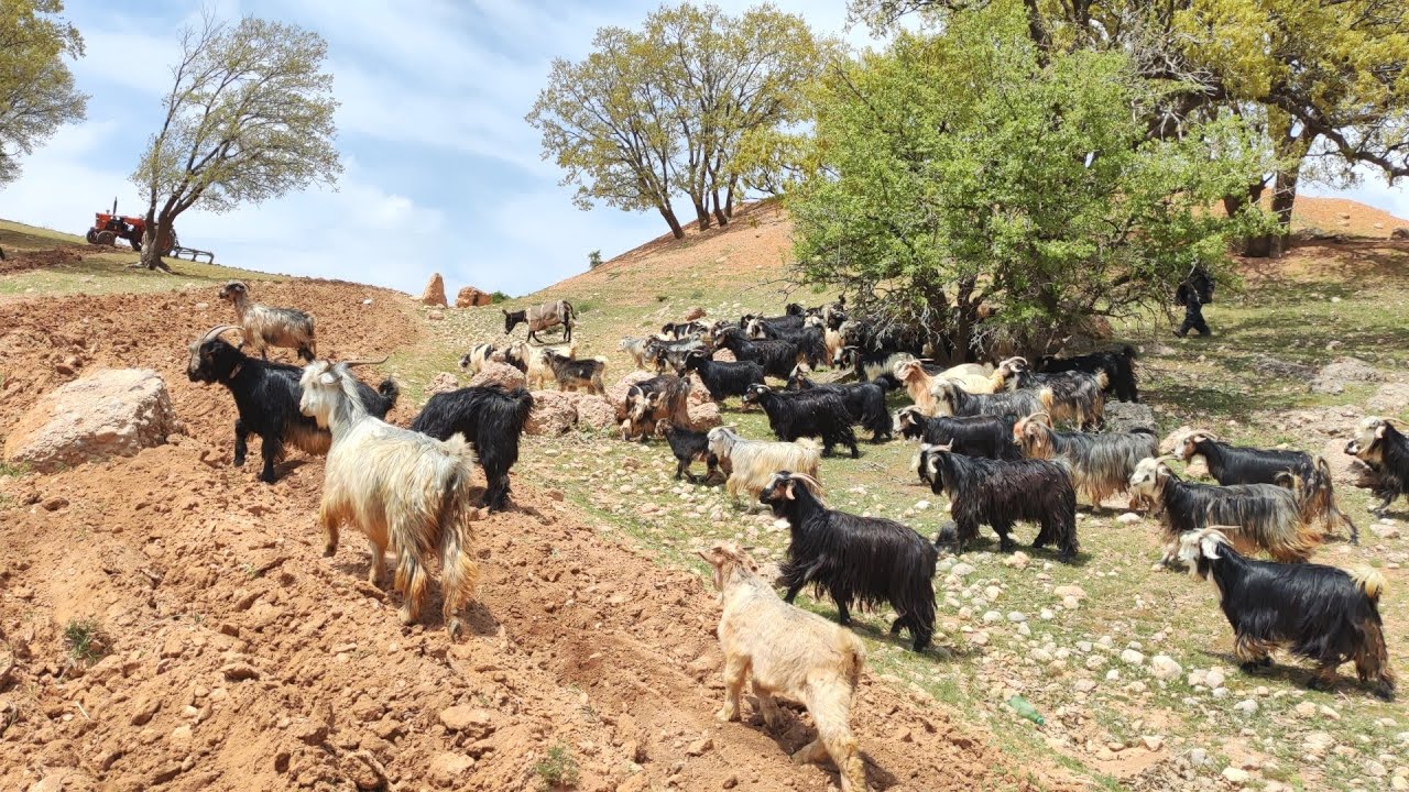 Three hard-working farmers named Siavash, Nabiullah, Allah Karam are ...