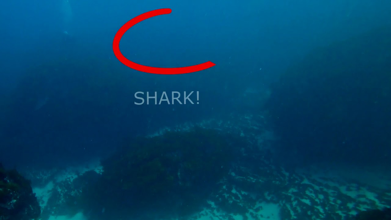 Chad's first Dhufish and Shark Experience - YouTube