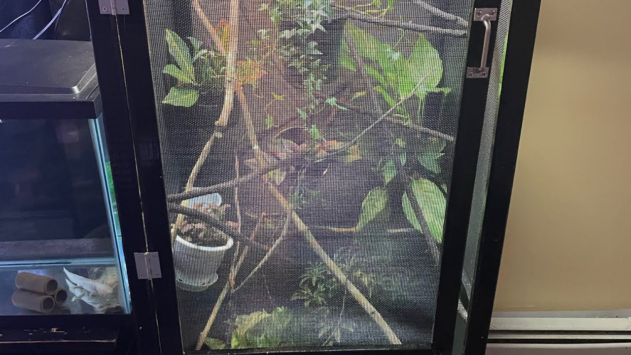 Custom Built Chameleon Enclosure - YouTube