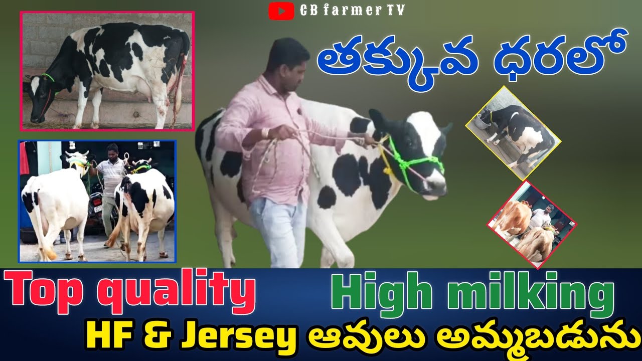 High milking HF & Jersey cows for sale available ||Balaji dairy farm ...