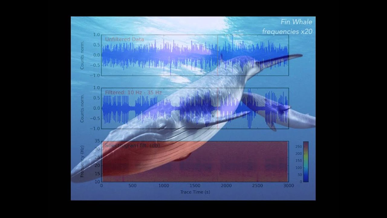 Calls of a Fin Whale - YouTube