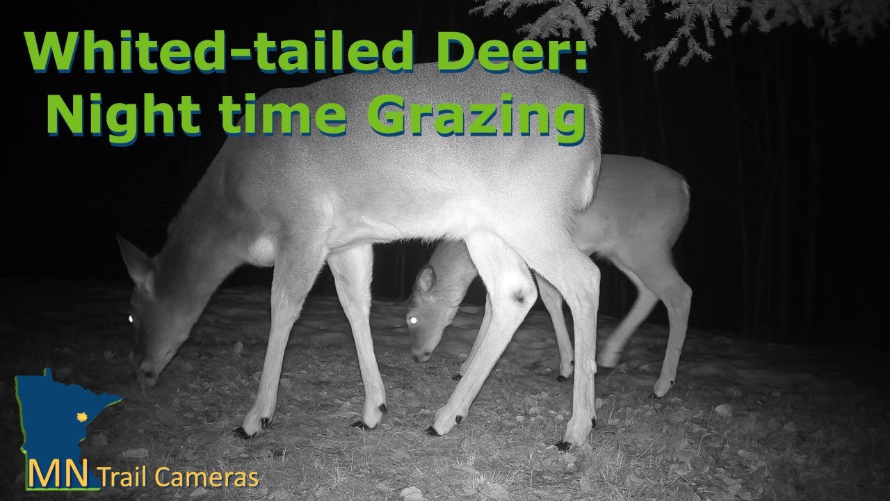 White-Tailed Deer: Nighttime Grazing - YouTube