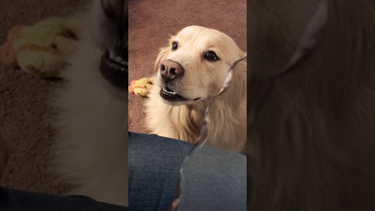 Dogs- pet me damn it you hooman! - YouTube