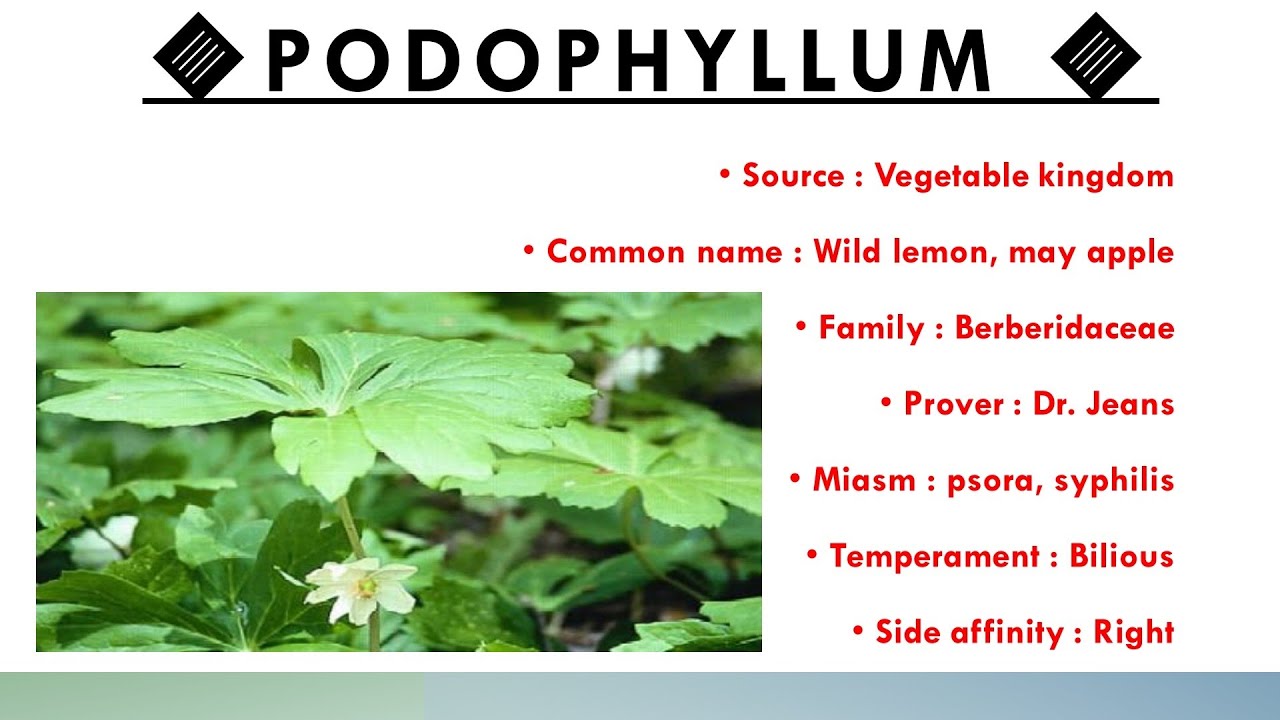 Podophyllum|| materia Medica||BHMS||Homoeopathy||exam||Drug picture ...