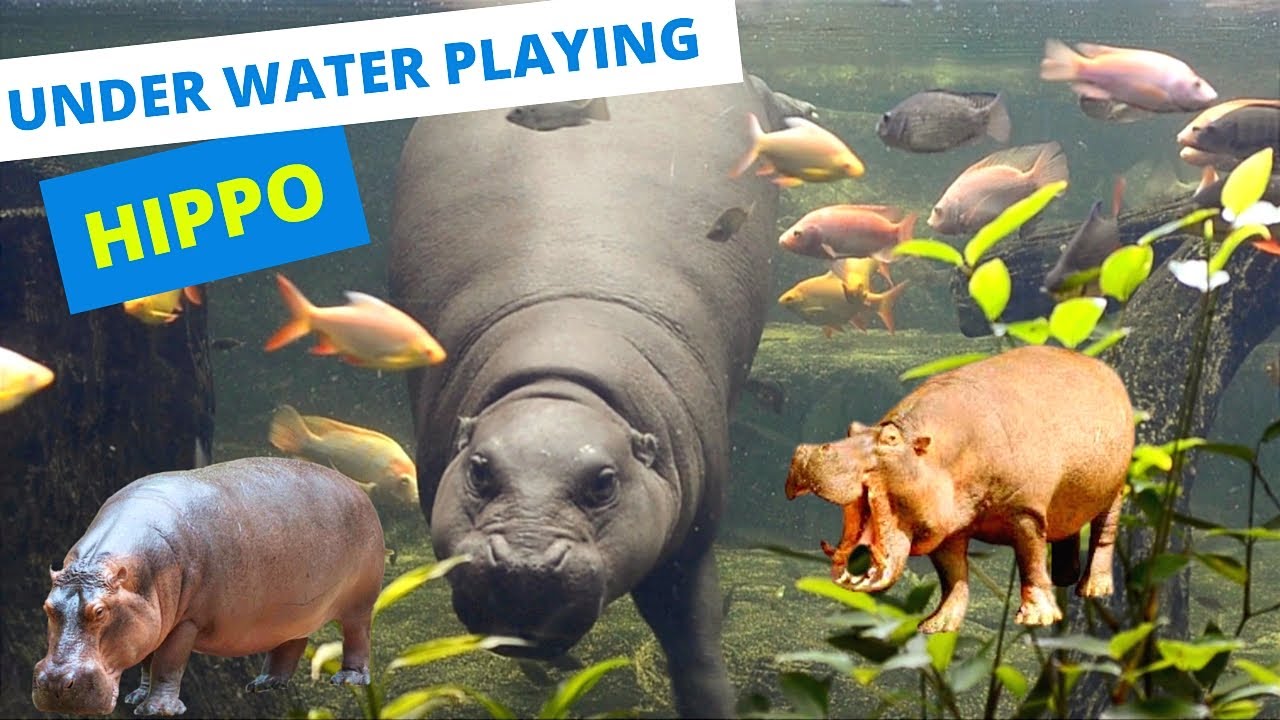 Hippopotamus | Hippo | Hippopotamus Attack | Hippopotamus Cartoon 🦛🦛 ...