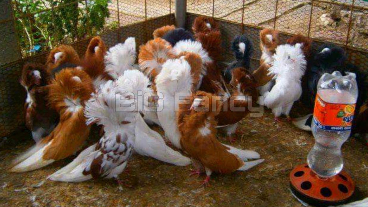 Jacobin Fancy Pigeon