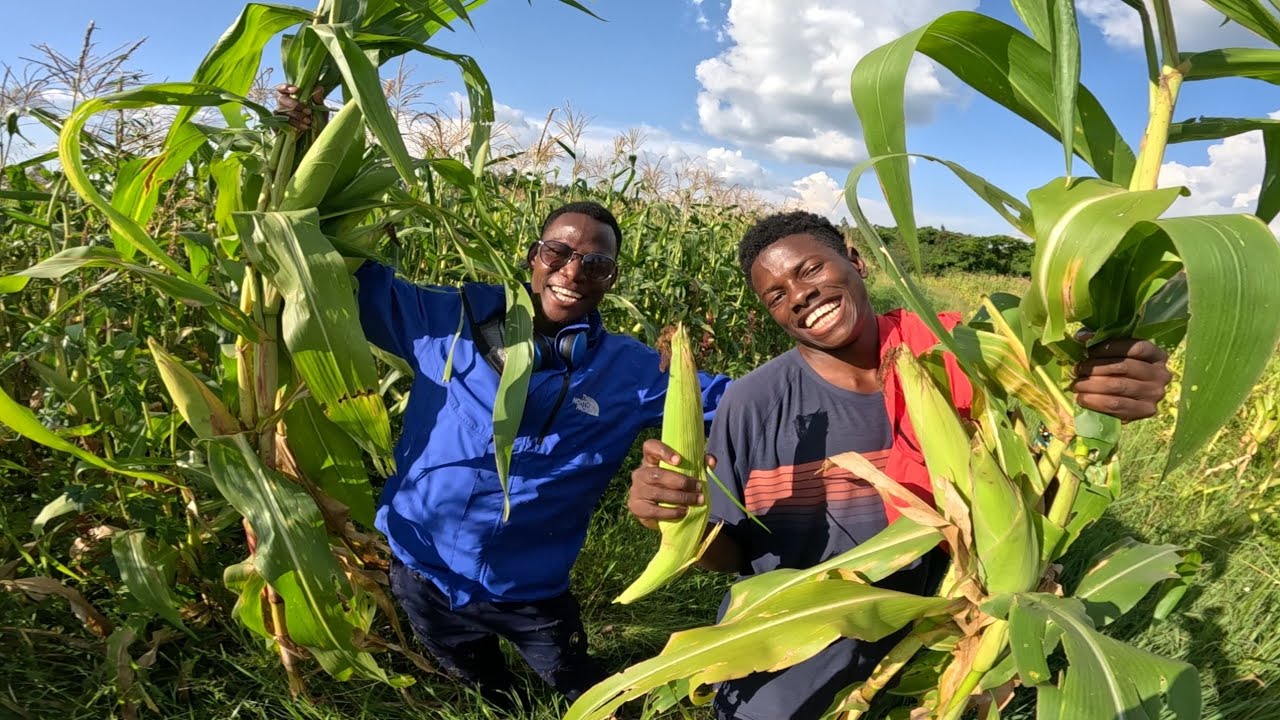 My Huge Maize Farm In African Village | Kenya 🇰🇪 - YouTube