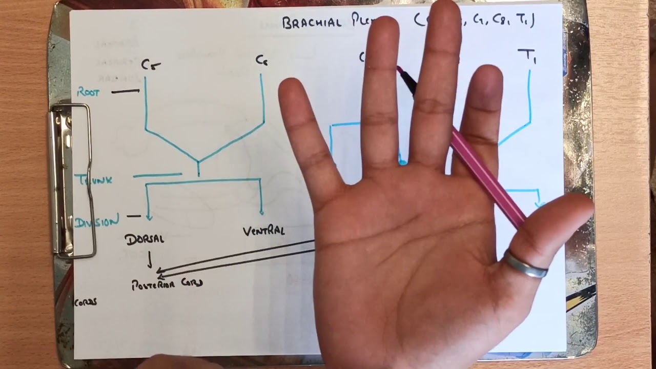Brachial Plexus ( Root, Trunk ,Division ,Cord) - YouTube