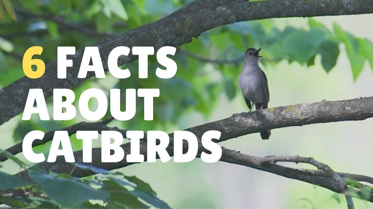 6 Facts About Catbirds (How They Got Their Name) - YouTube