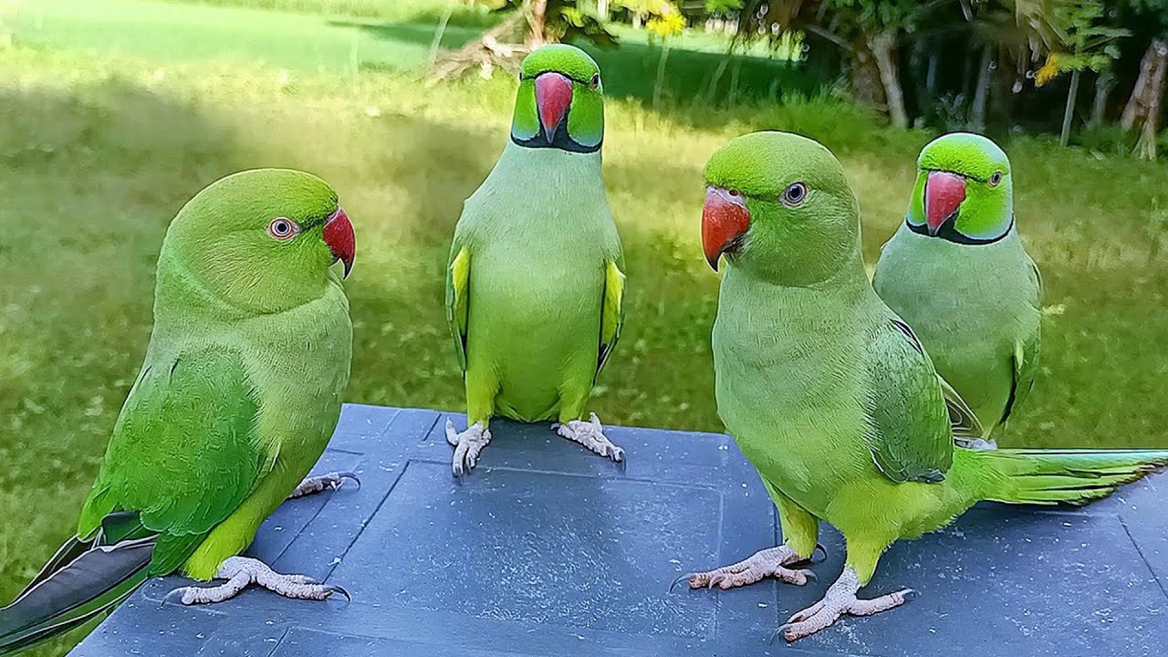 Supper Hit Parrot Talking - YouTube