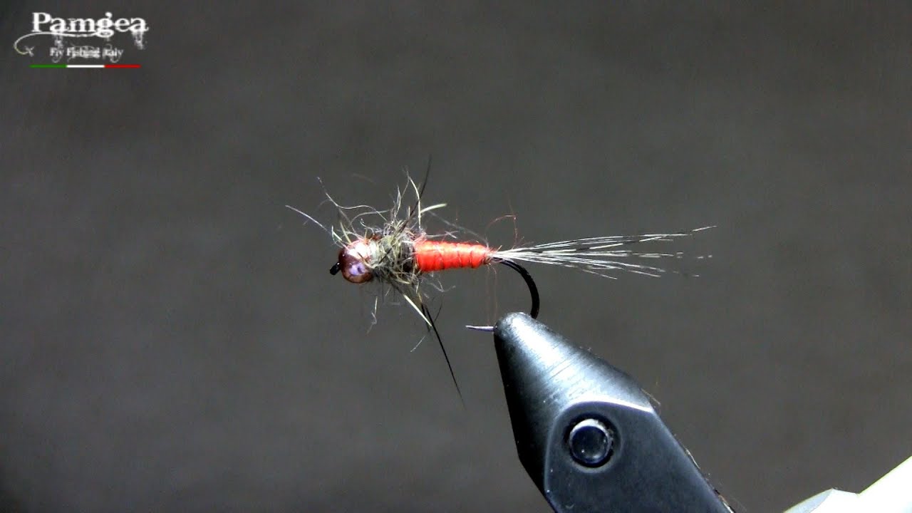 Orange Body Nymph - YouTube