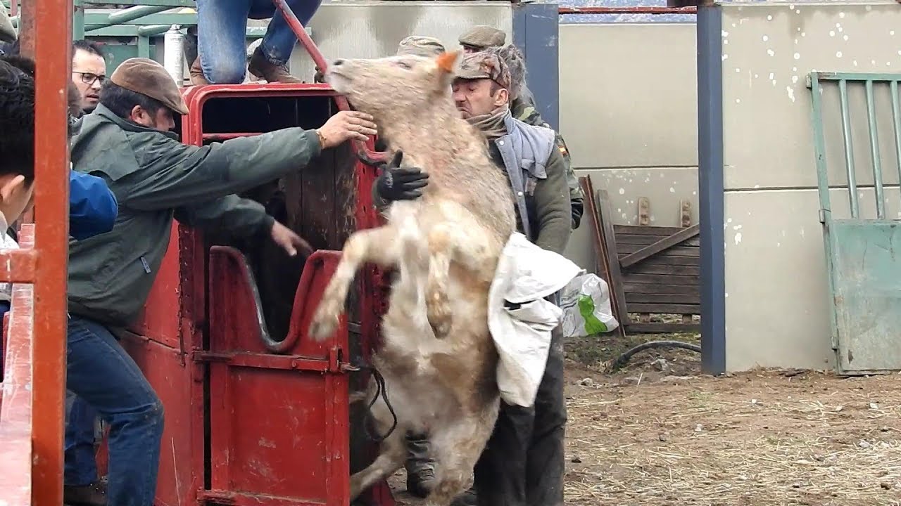 Herrado en la ganadería brava de Aurelio Hernando - YouTube