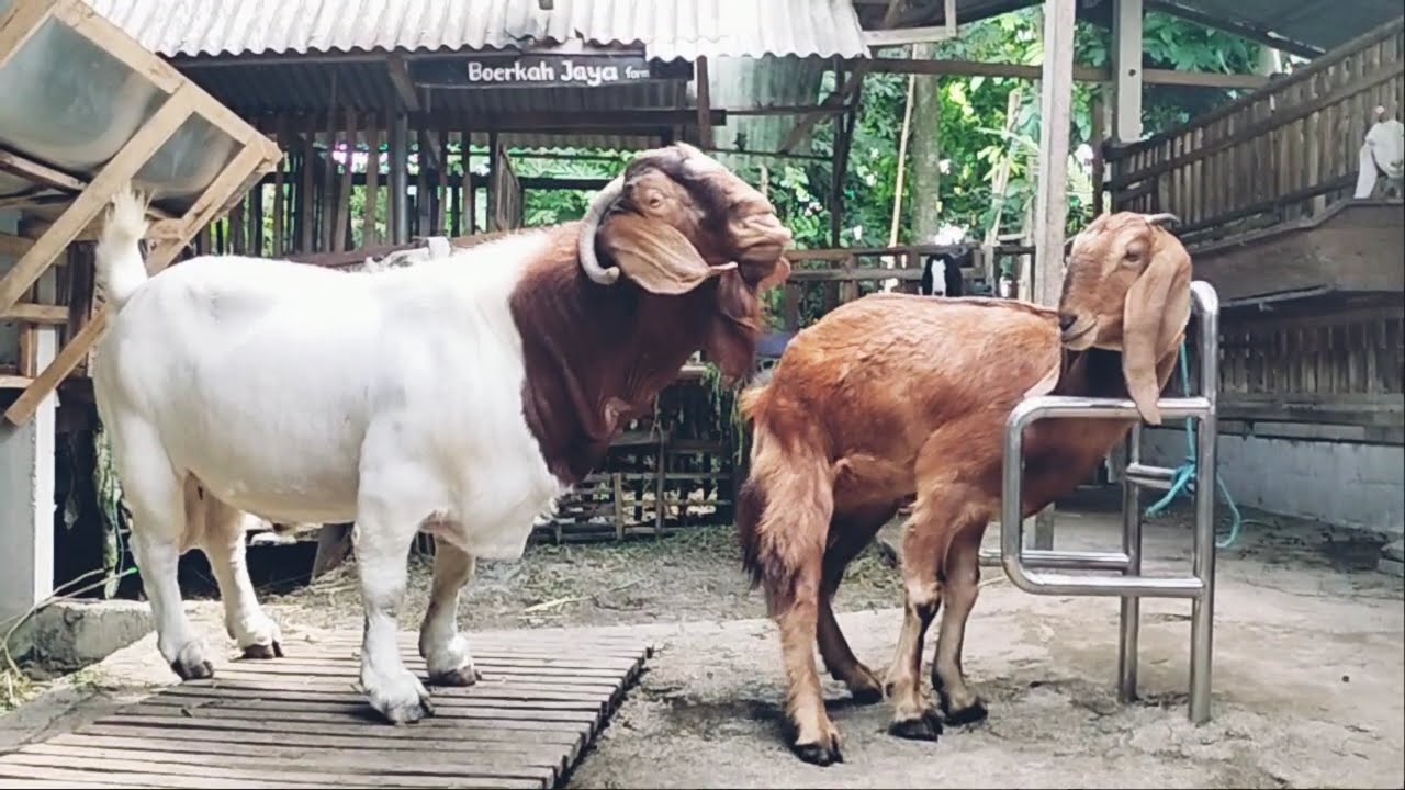 Boosting Quality Goat Meat: Exploring Boer Goat Crosses with Sirohi ...