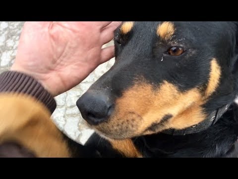 Kadife ve diğer sokak köpeklerimizin son durumu