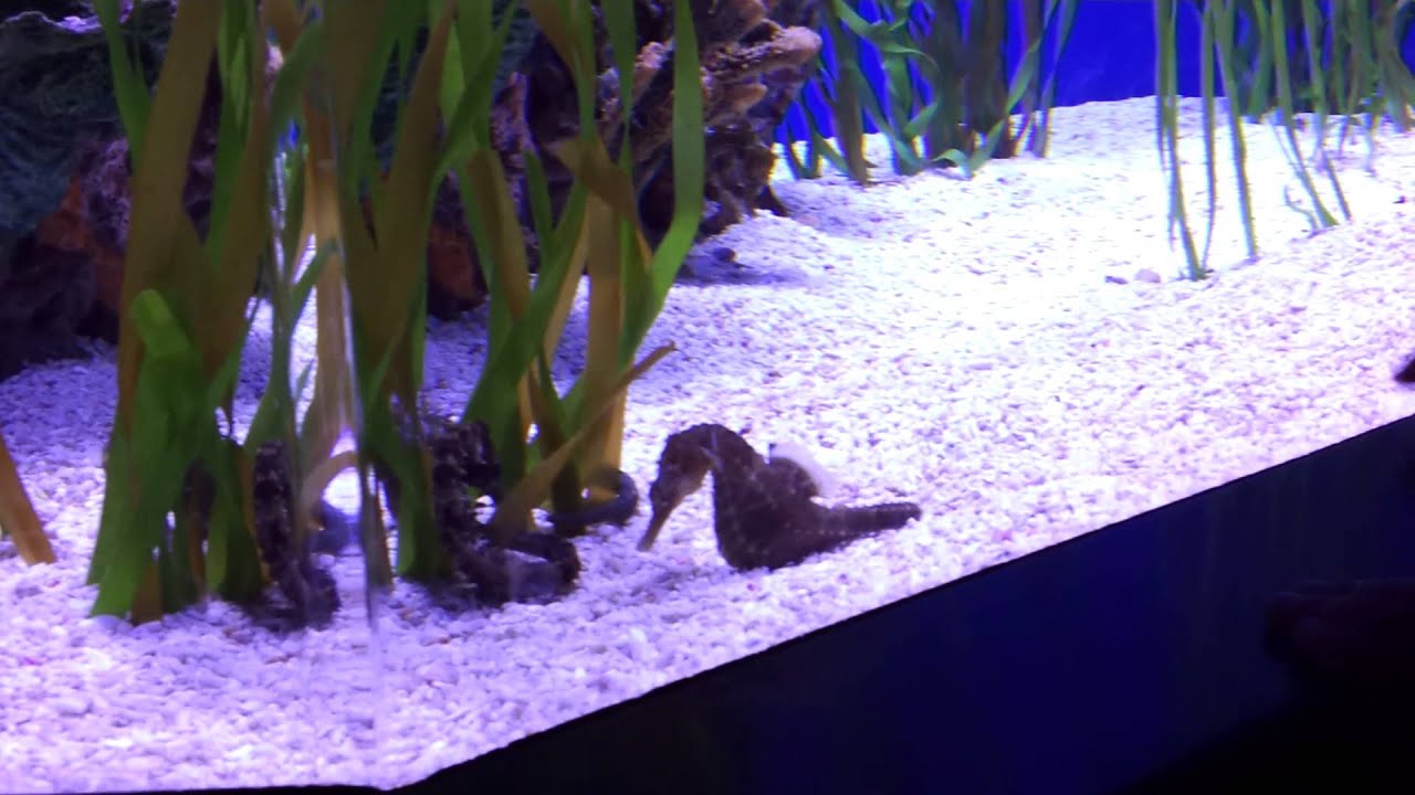 Landon's 2nd bday at the aquarium, seahorses - YouTube