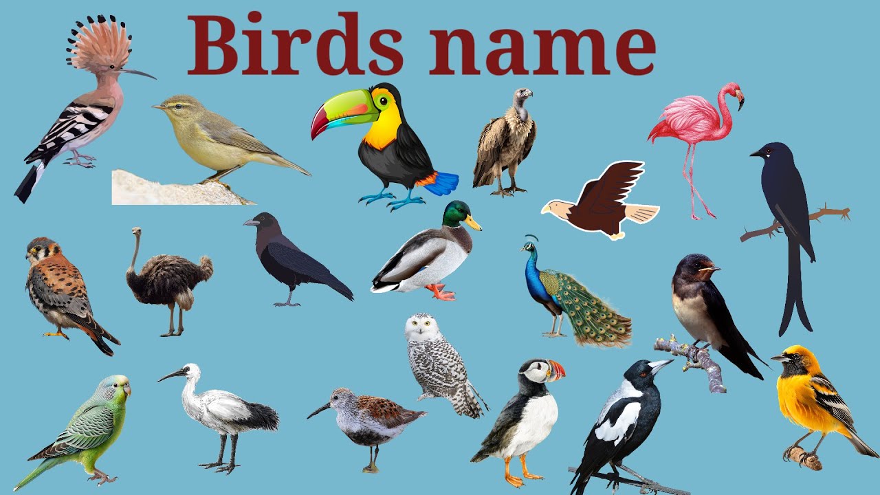 guess 40 birds name in 3 seconds - YouTube