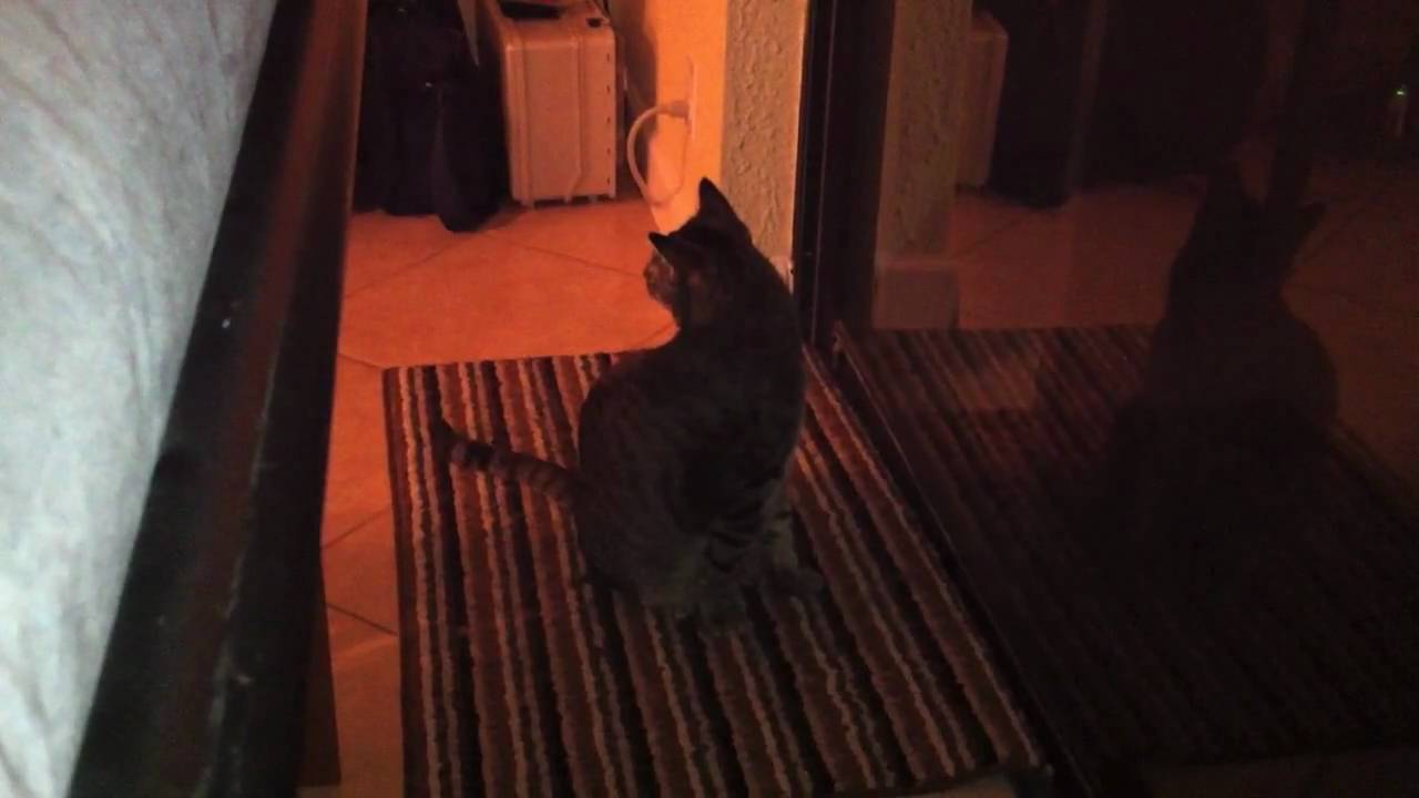 Catception - The Original Dramatic Inception Cat - YouTube