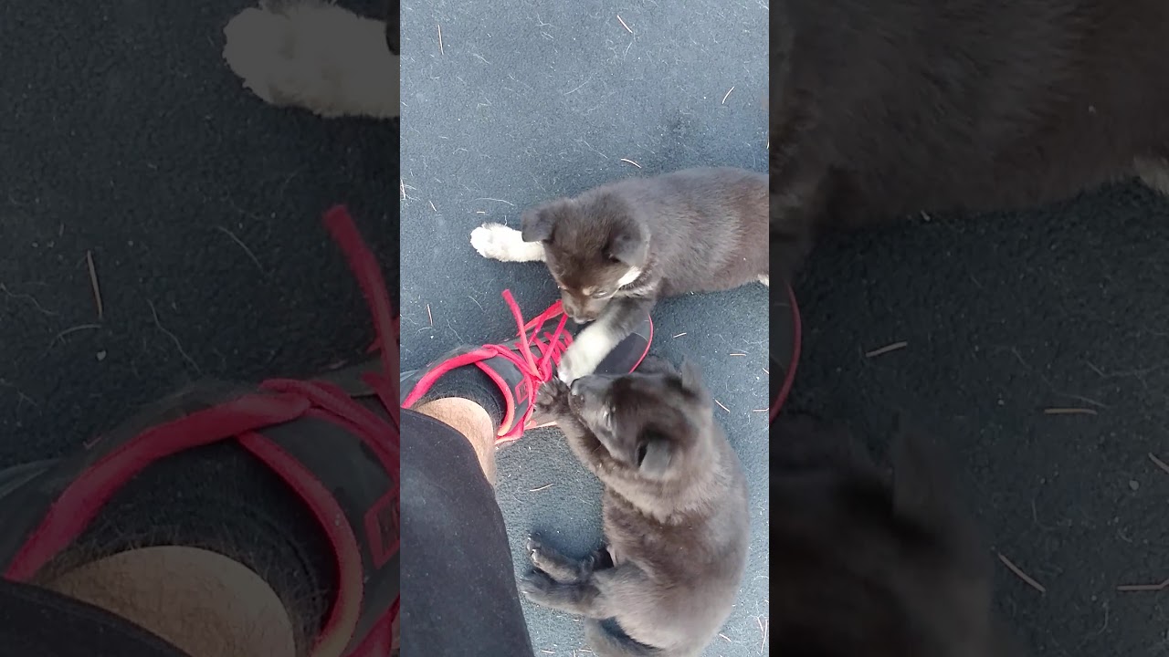 PUPPIES GOT SCARED OF ANGRY PITBULL! - YouTube