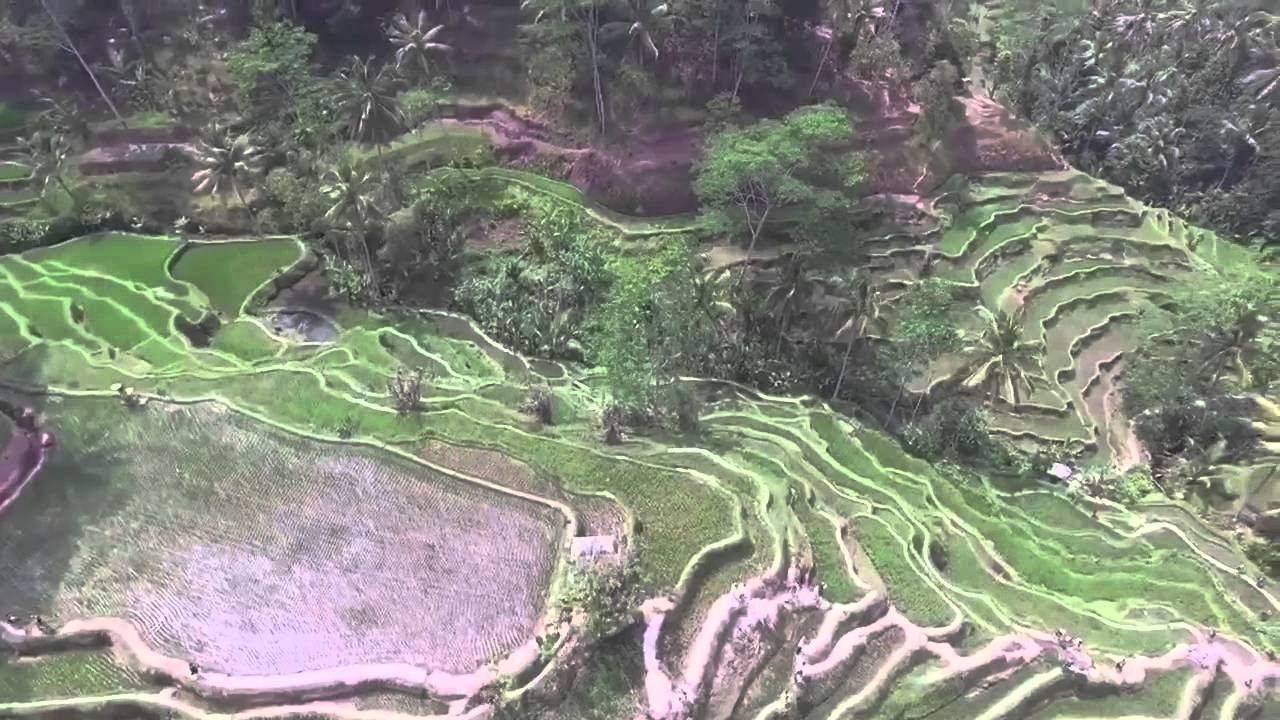 Padi Terrace, Bali Island - YouTube