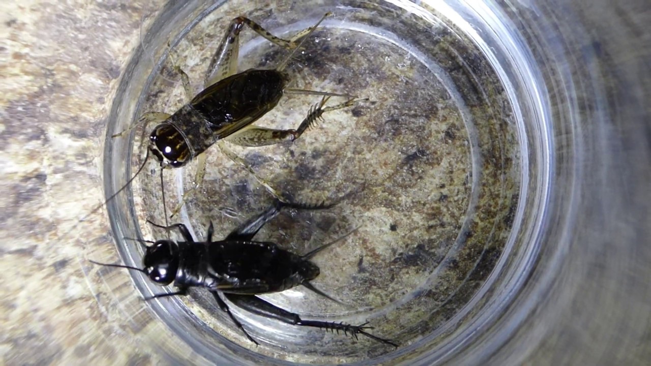 Closeup of Two Different Species of Wild Crickets - YouTube